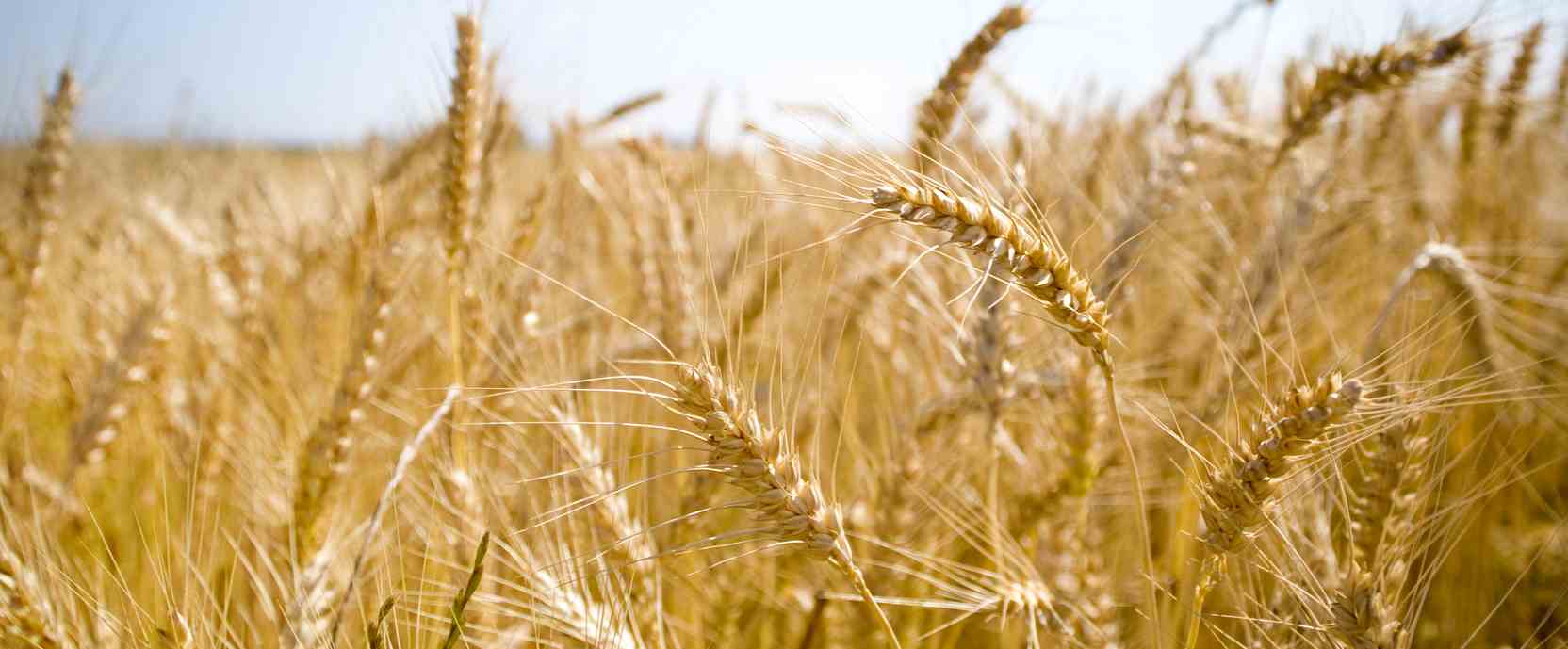 Alfred Vogel: Kako preprečiti razvojne napake pri plodu?