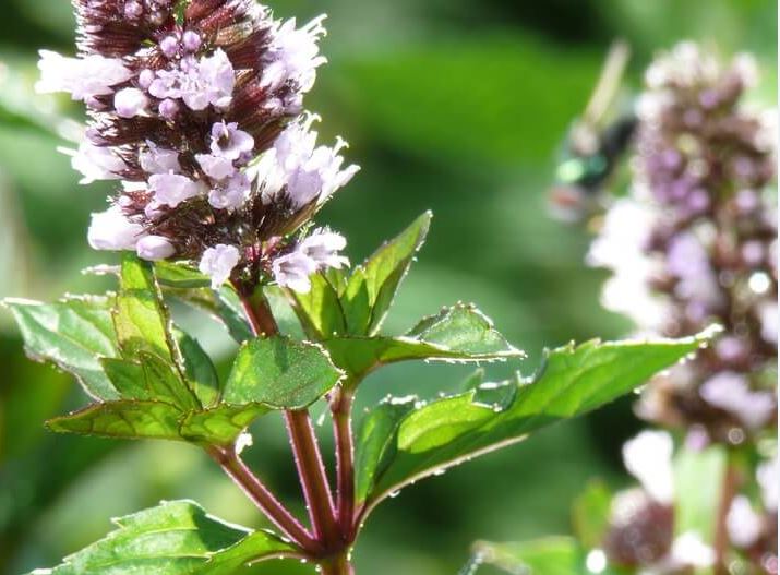 A.Vogel: Enciklopedija rastlin Mentha x piperita L. (poprova meta)
