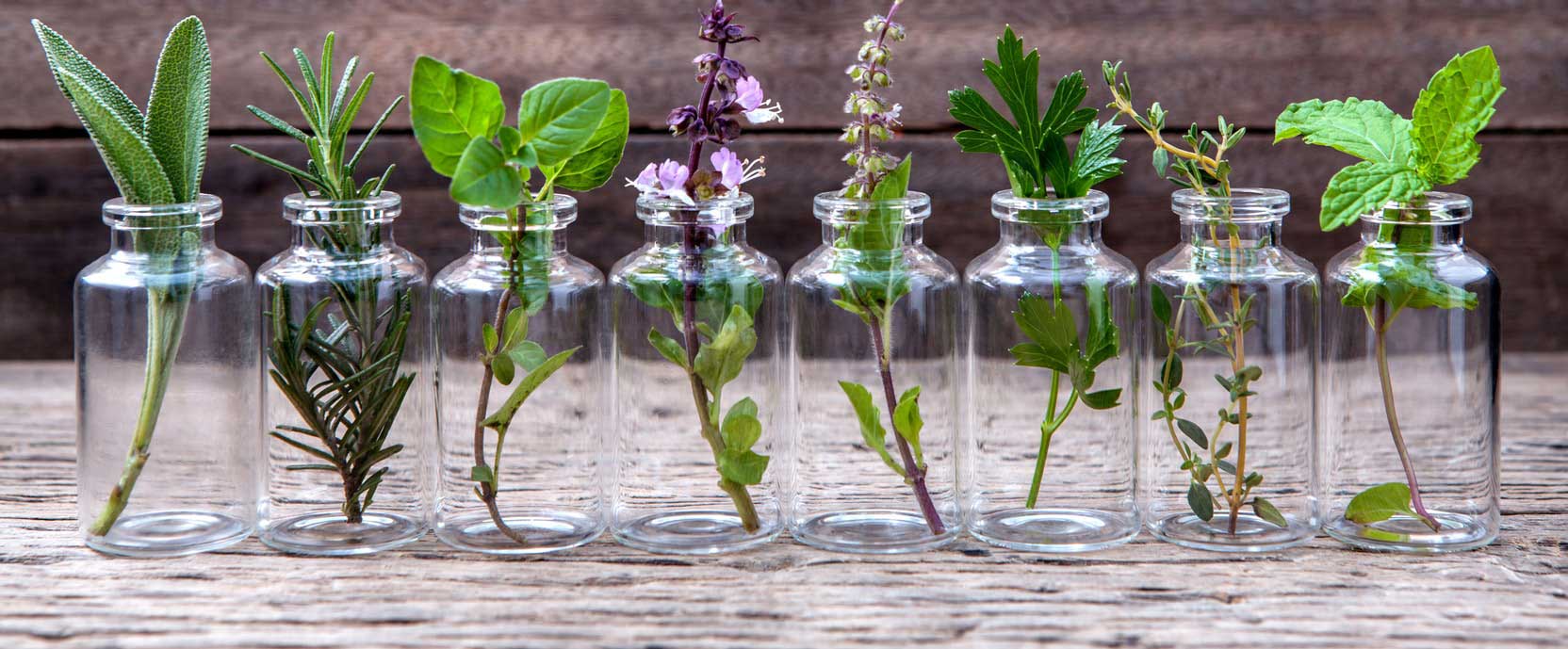 A.Vogel: Enciklopedija rastlin Ruta graveolens (Vinska rutica)