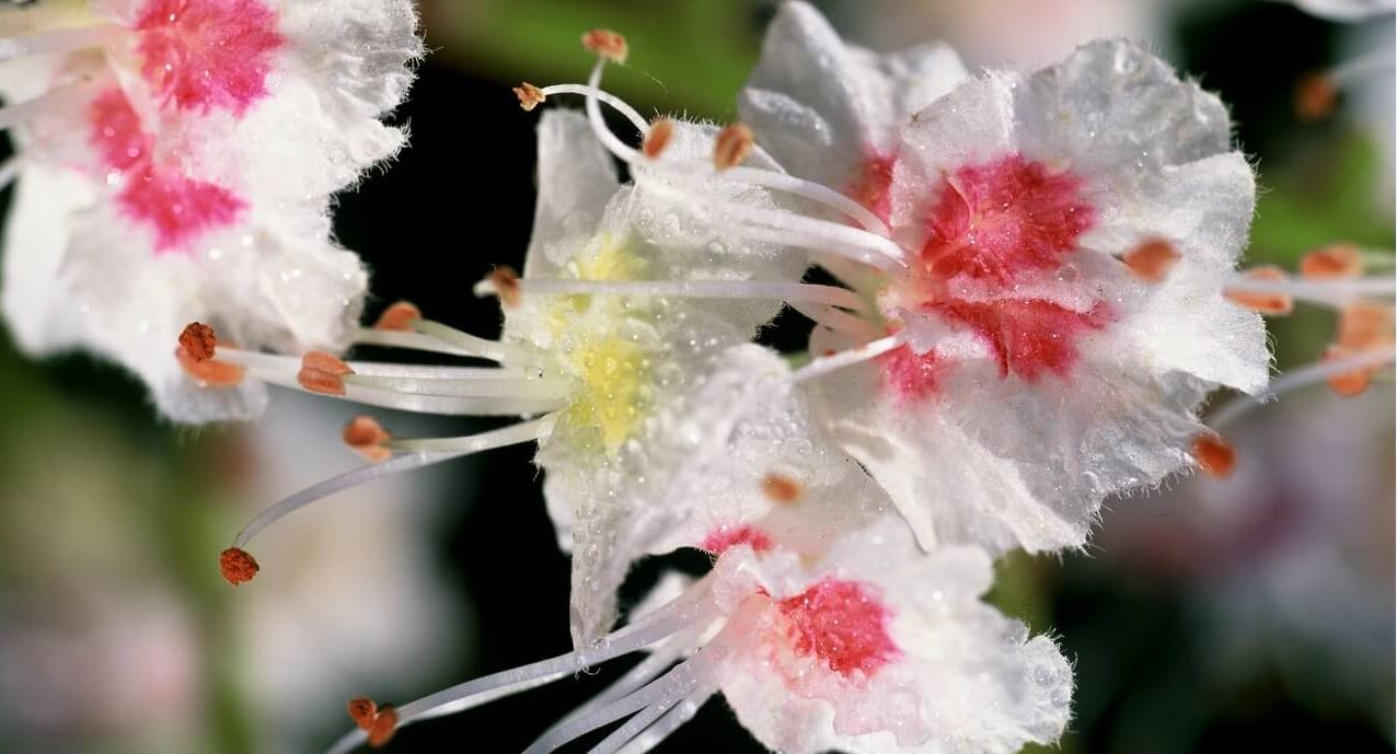 Divji kostanj - Aesculus hippocastanum | Avogel.si