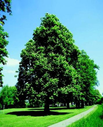 Boleče noge | Divji kostanj